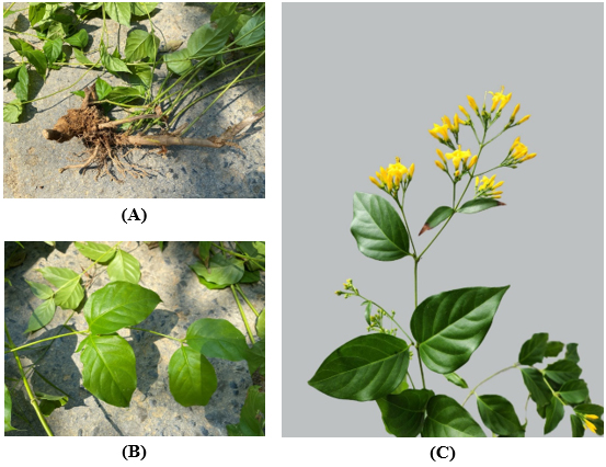 Prevention of heartbreak grass (gelsemium elegans) poisoning