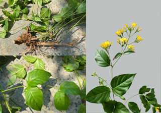 Prevention of heartbreak grass (gelsemium elegans) poisoning