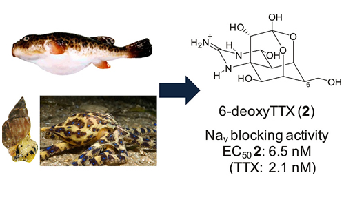 Risk of food poisoning by natural toxins